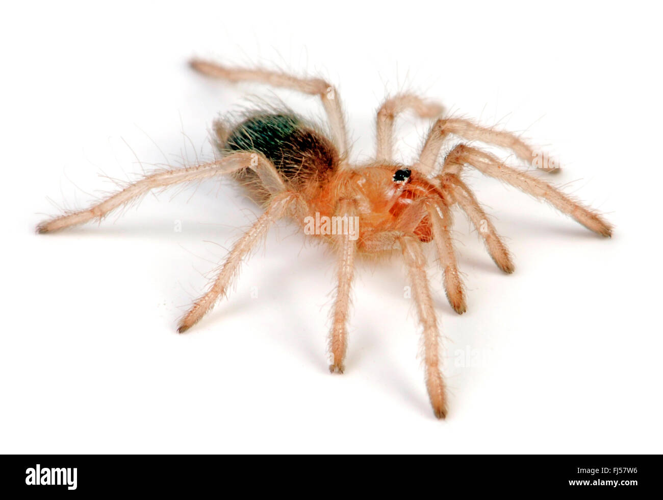 Mexican redleg tarantula, Mexican redleg, Red-legged tarantula ...