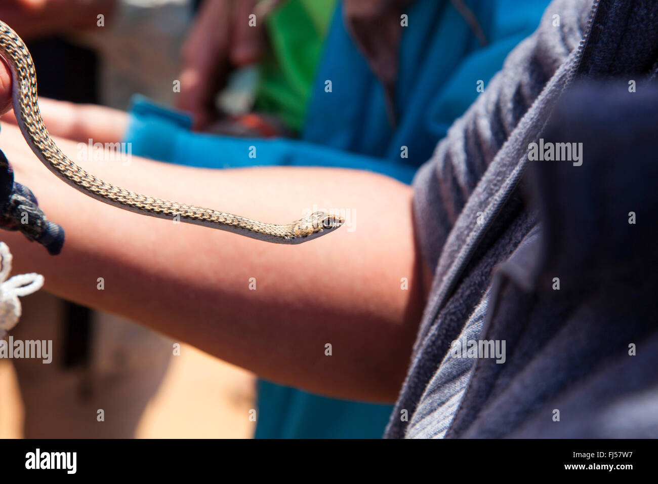 Arabian desert snake