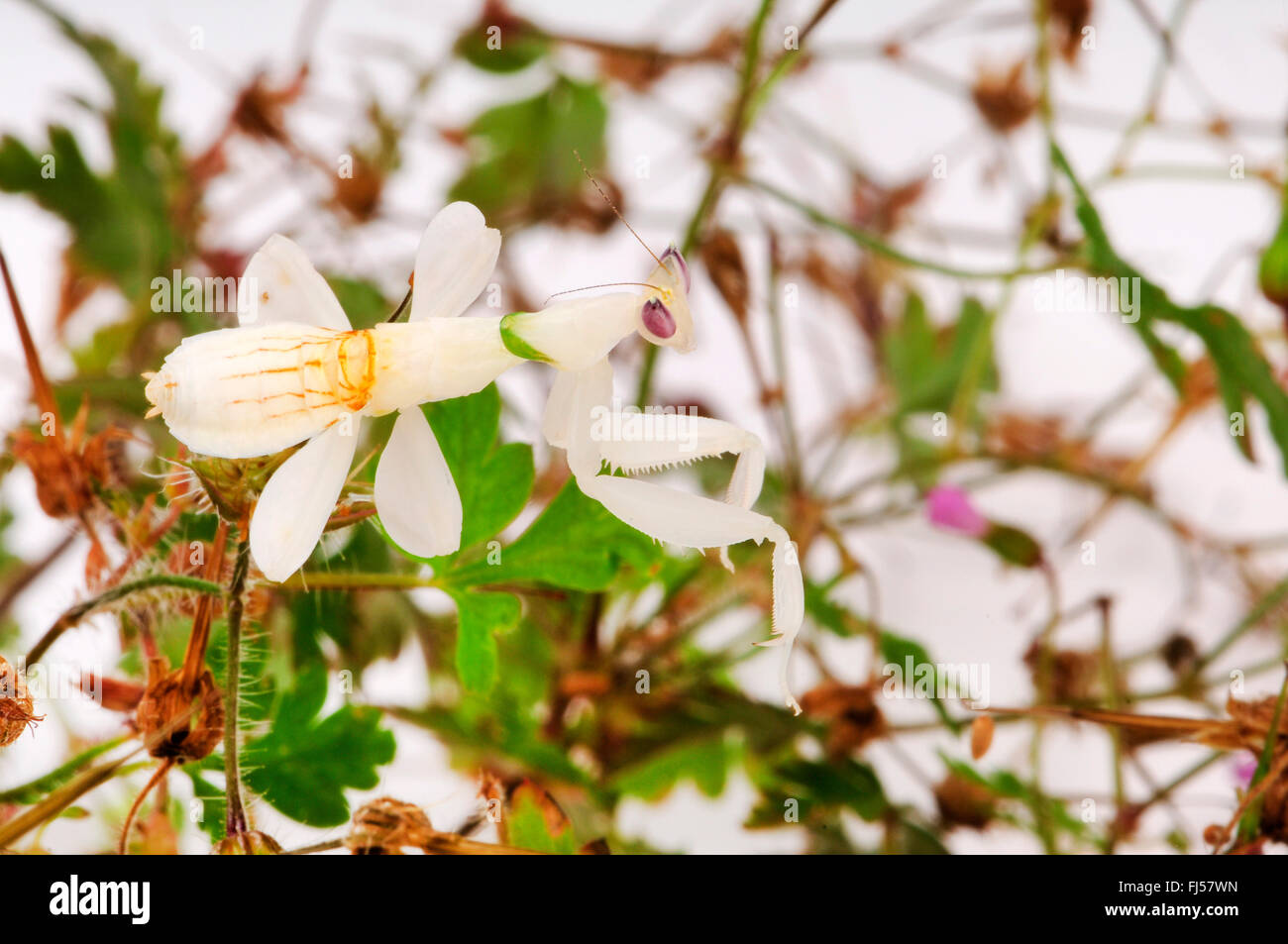 Walking flower mantis, Orchid mantis, Pink orchid mantis (Hymenopus ...