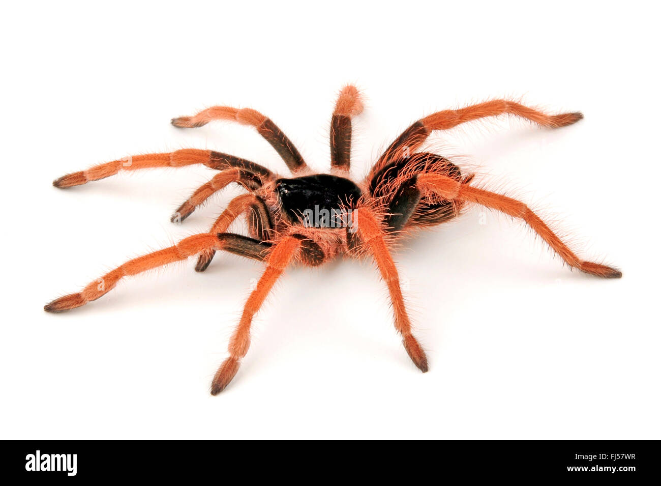 Giantblack hi-res stock photography and images - Alamy