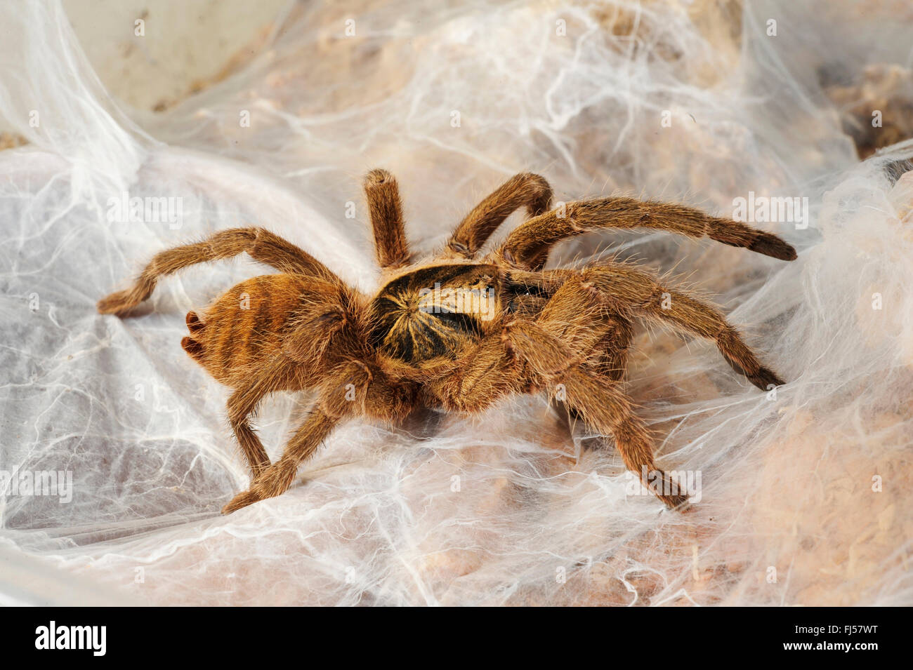 Trinidad olive tarantula hapalopus incei hi-res stock photography and ...