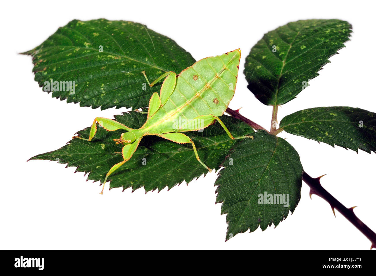 Linnaeus' Leaf Insect, leaf insect, walking leaf (Phyllium siccifolium ...