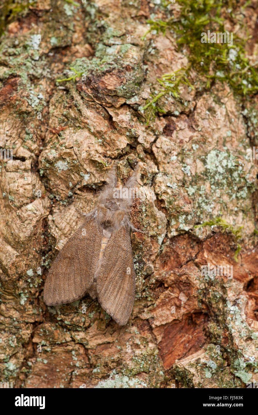 Pale tussock, Red-tail moth (Dasychira pudibunda, Olene pudibunda ...