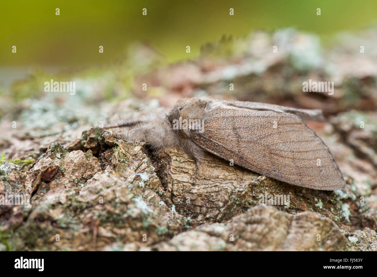 Pale tussock, Red-tail moth (Dasychira pudibunda, Olene pudibunda ...