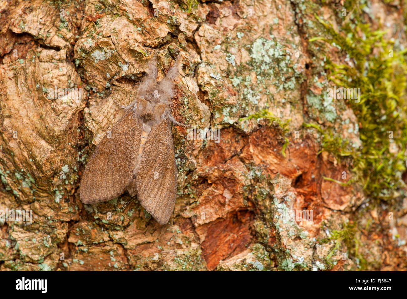 Pale tussock, Red-tail moth (Dasychira pudibunda, Olene pudibunda ...