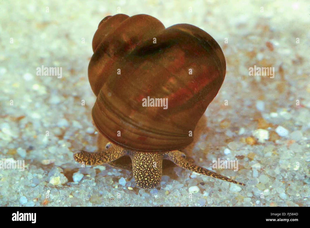 River snail hi-res stock photography and images - Alamy