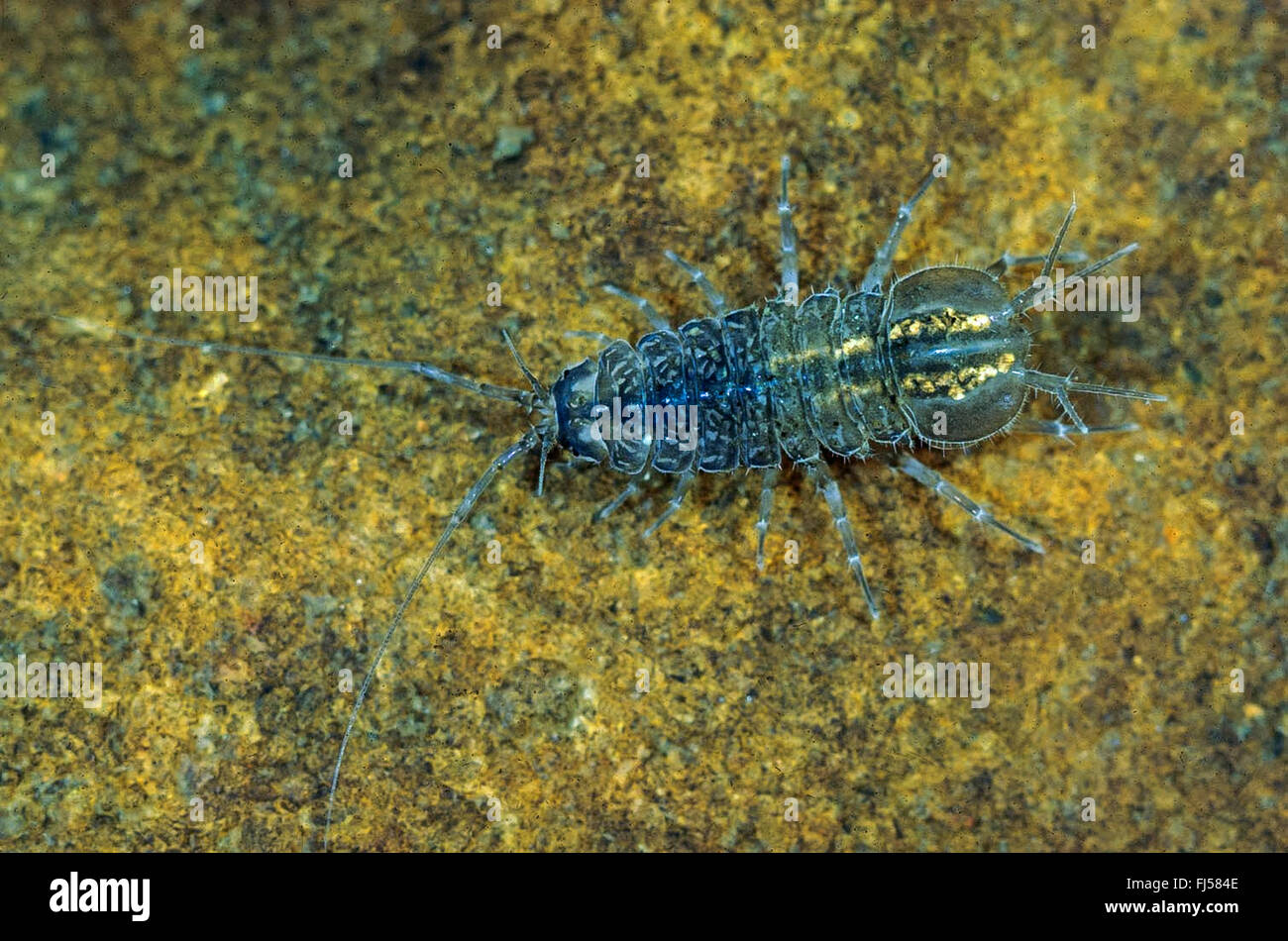 Sowbug hi-res stock photography and images - Alamy