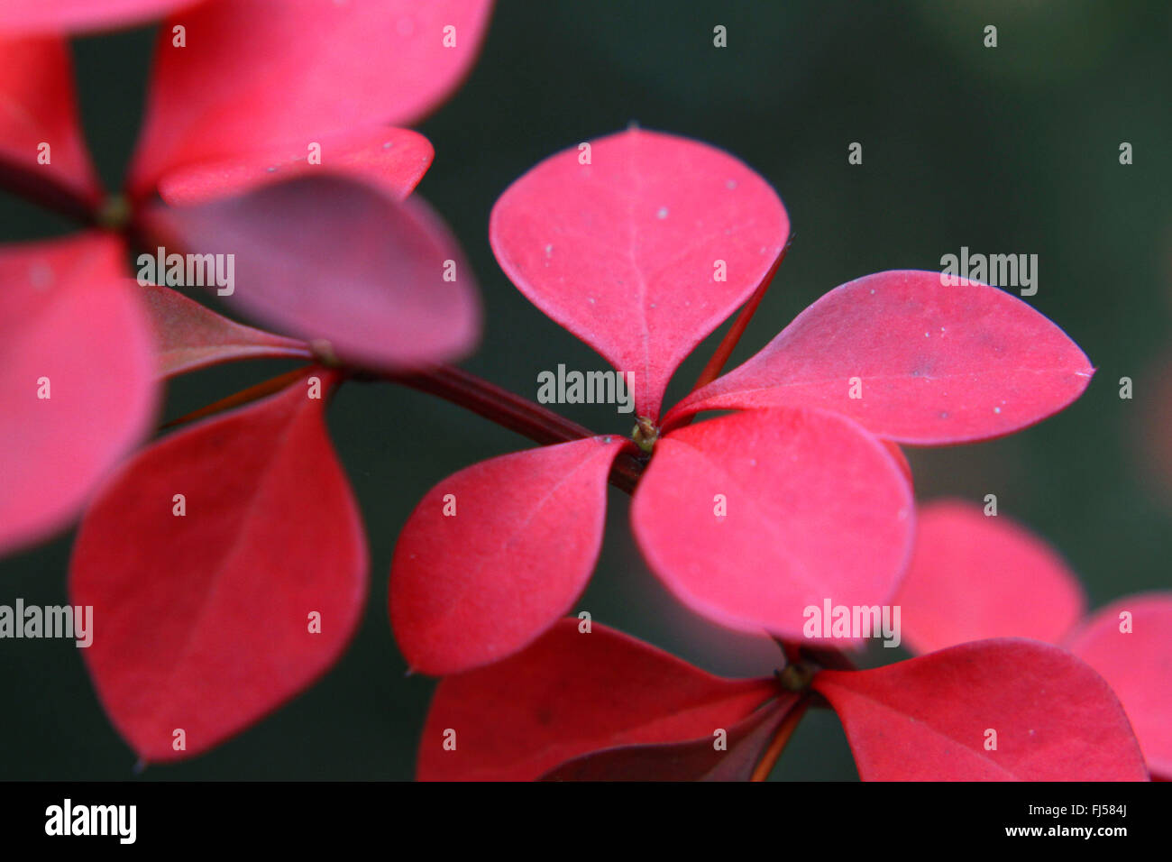 Berberis thunbergii hi-res stock photography and images - Alamy