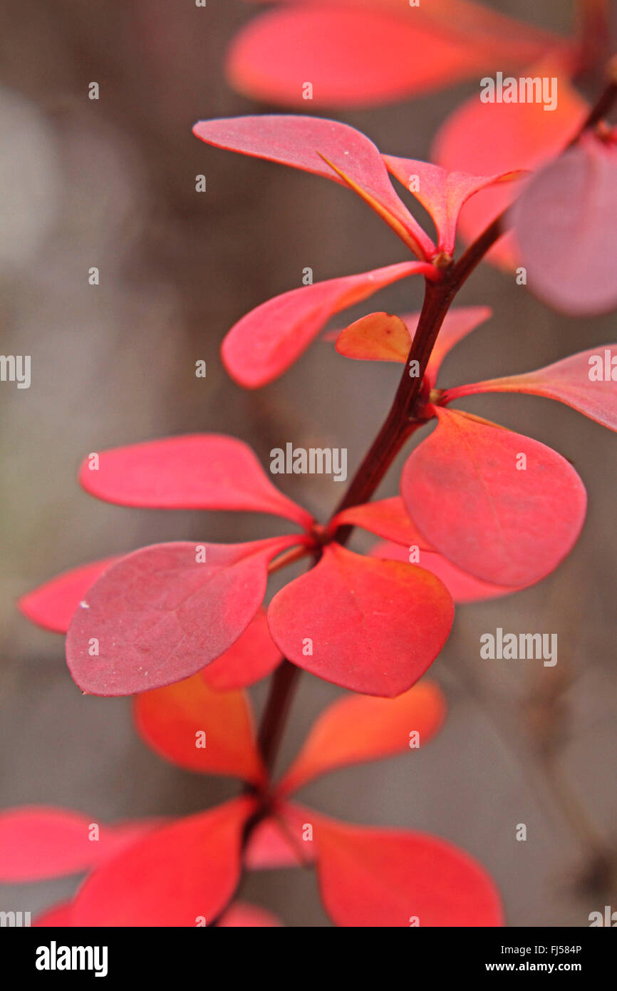 Berberis Thunbergii Atropurpurea High Resolution Stock Photography and ...