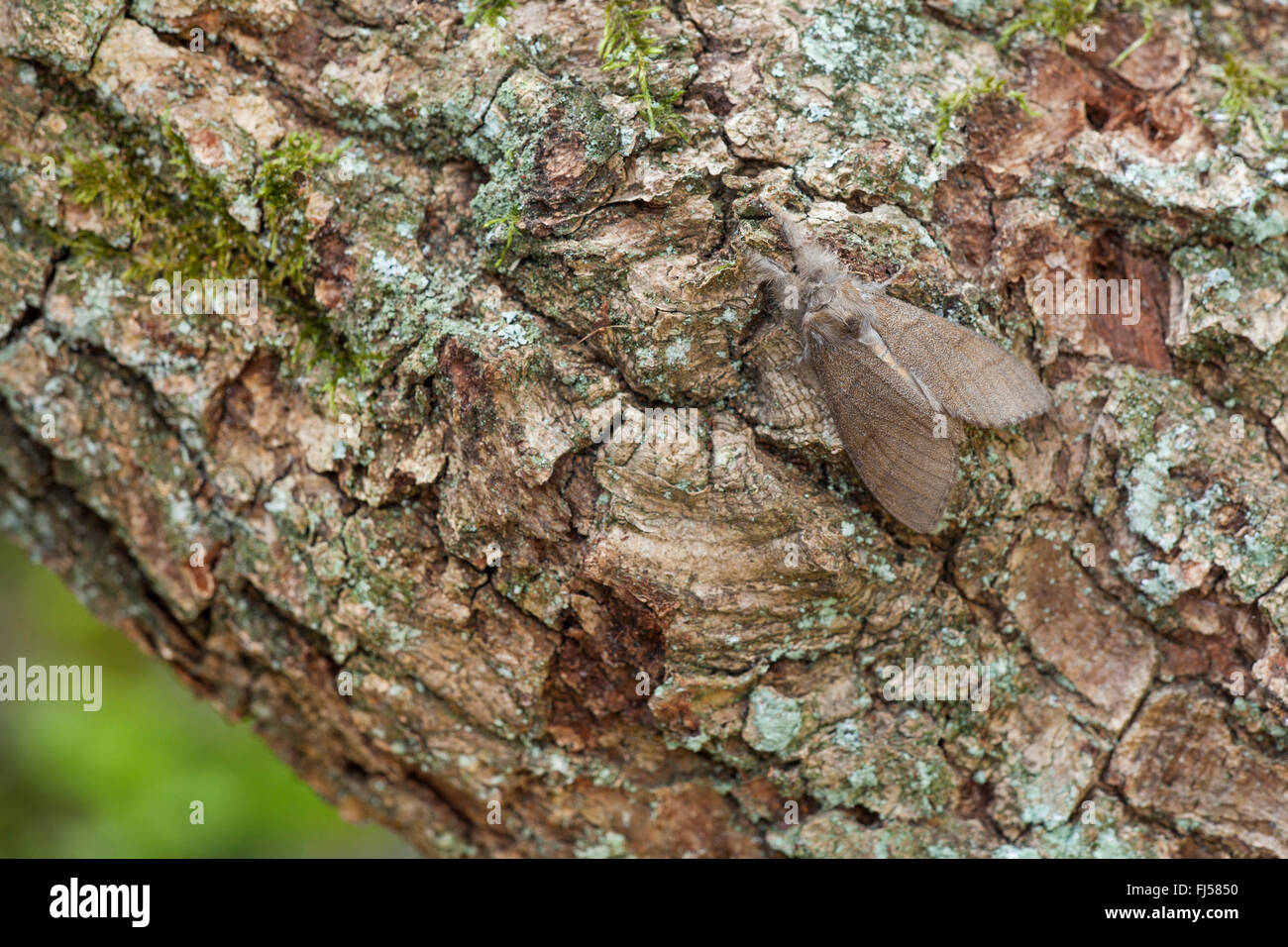 Pale tussock, Red-tail moth (Dasychira pudibunda, Olene pudibunda ...