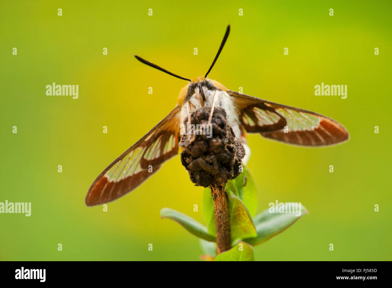 Broad-bordered bee hawk-moth, Broad-bordered bee hawkmoth (Hemaris ...