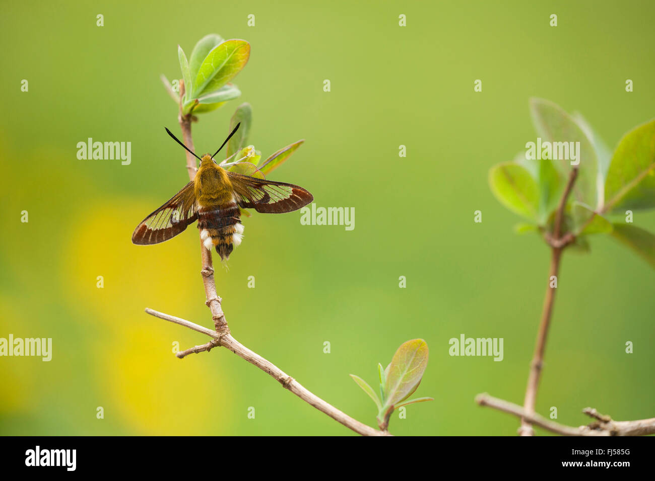 Broad-bordered bee hawk-moth, Broad-bordered bee hawkmoth (Hemaris ...