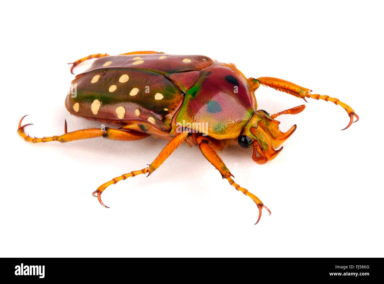 Spotted flower beetle (Stephanorrhina princeps, Stephanorrhina princeps ...