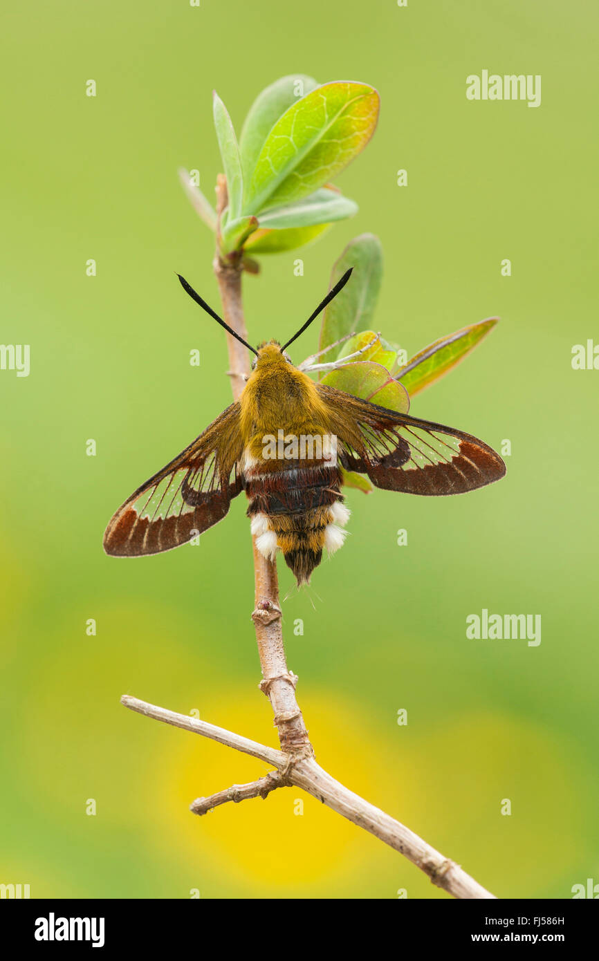 Broad-bordered bee hawk-moth, Broad-bordered bee hawkmoth (Hemaris ...