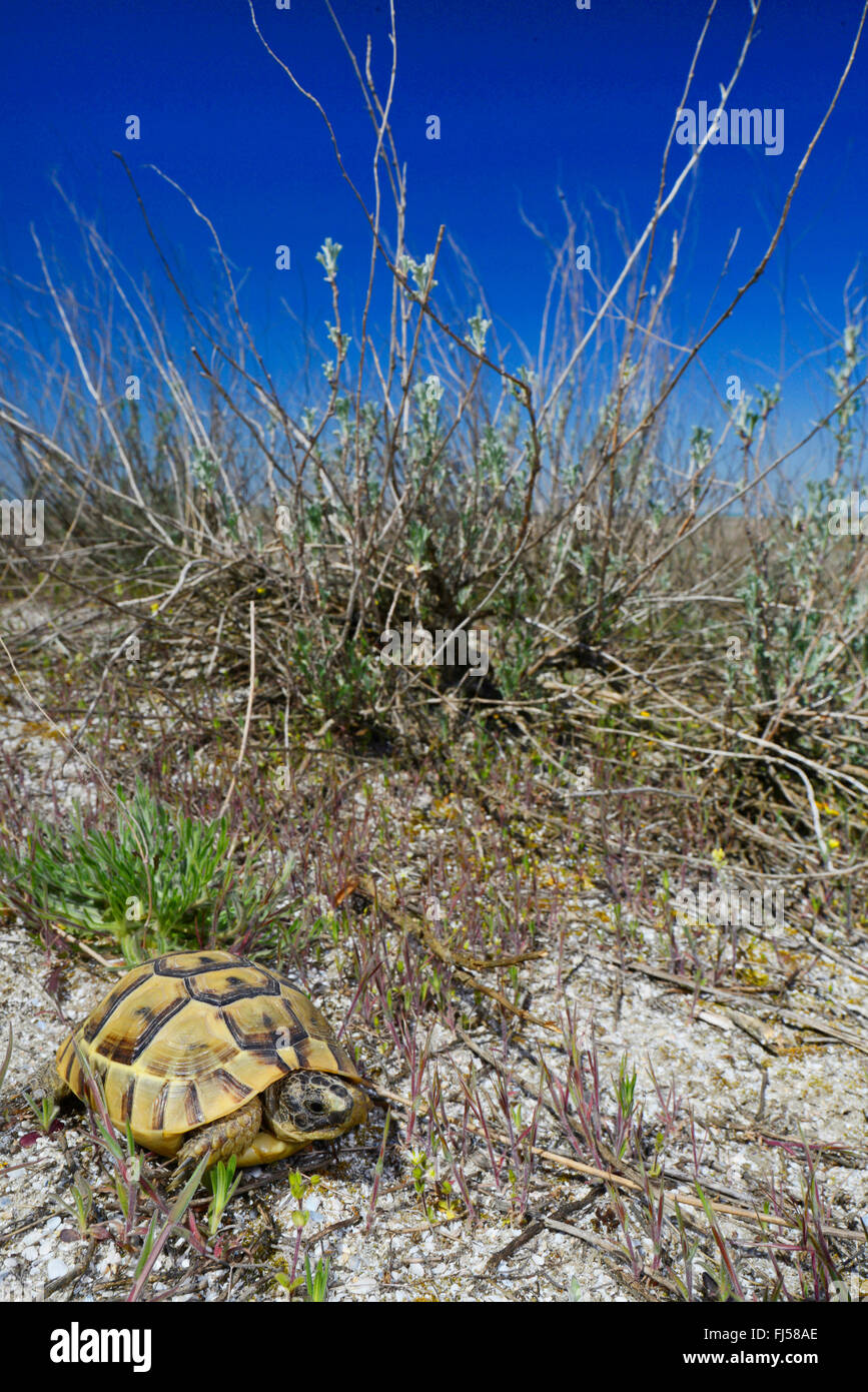 Eurasian Spur-thighed tortoise, Mediterranean spur-thighed tortoise ...