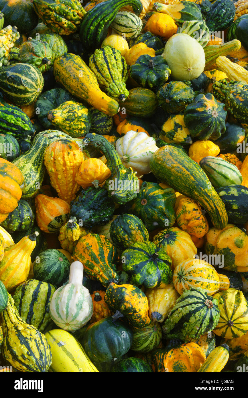 ornamental pumpkin (Cucurbita pepo convar. microcarpina), many ...