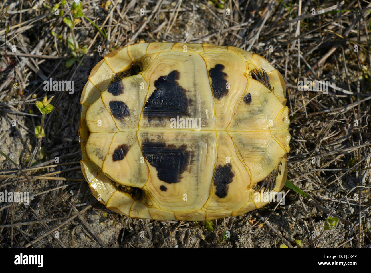 Eurasian Spur-thighed tortoise, Mediterranean spur-thighed tortoise ...