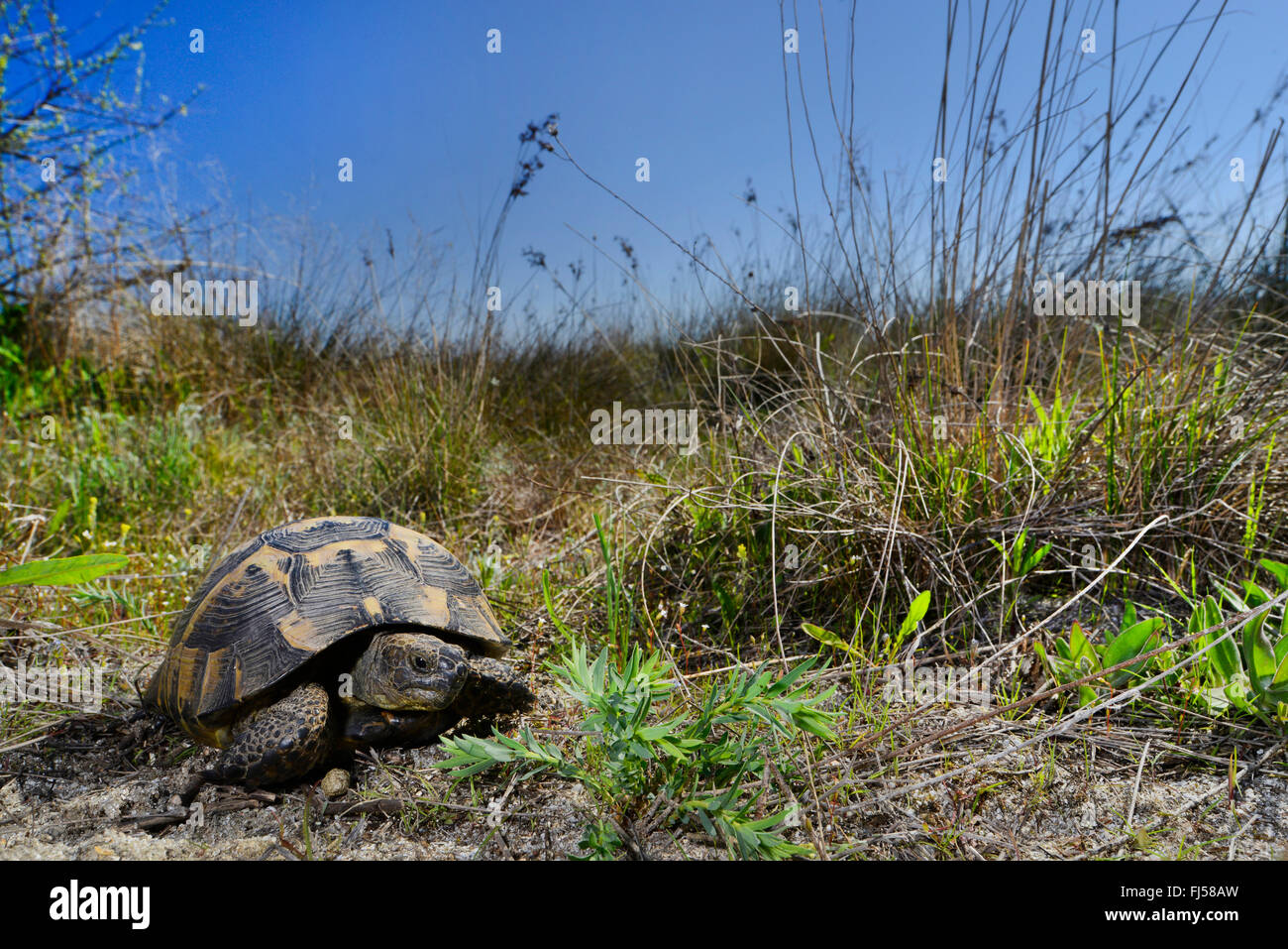 Eurasian Spur-thighed tortoise, Mediterranean spur-thighed tortoise ...