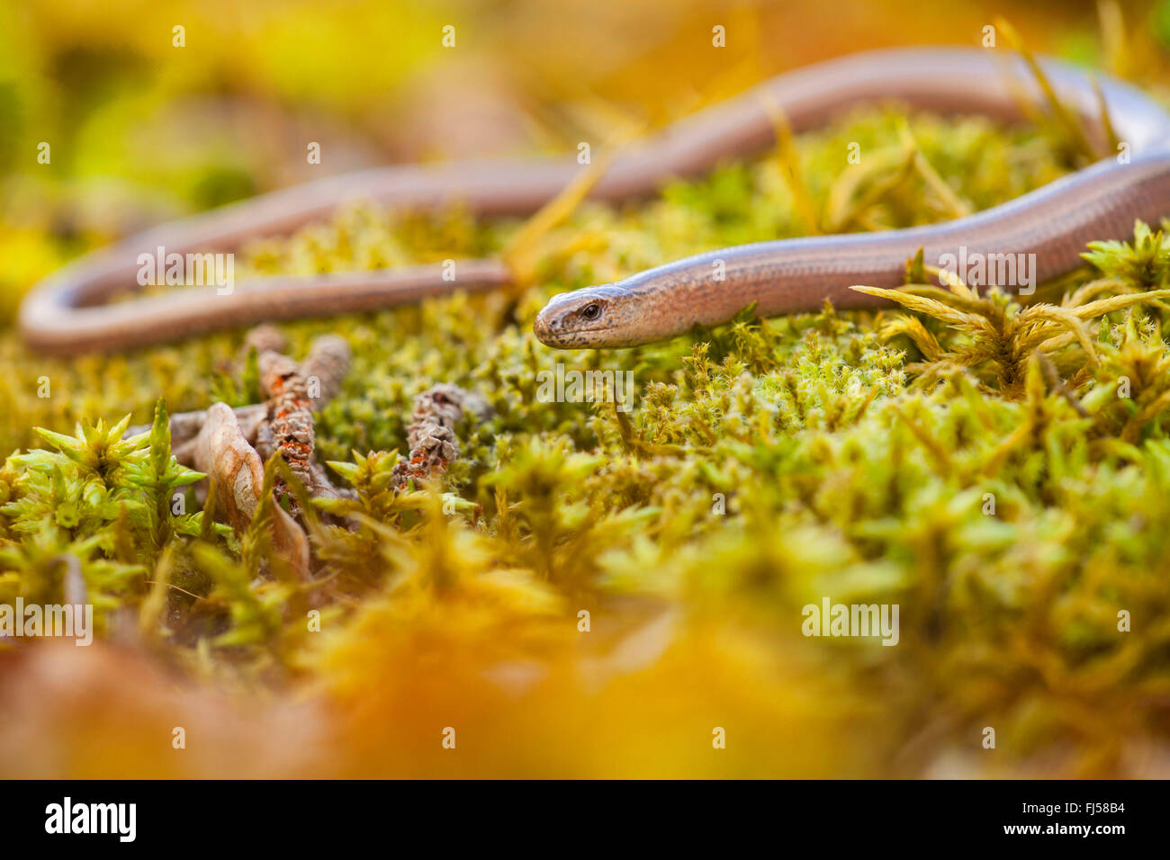 European slow worm, blindworm, slow worm (Anguis fragilis), winding ...