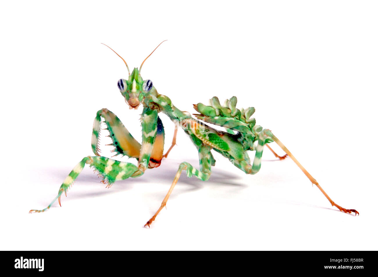 devil's flower mantis, Egyptian flower mantis, thistle mantis, Arab ...