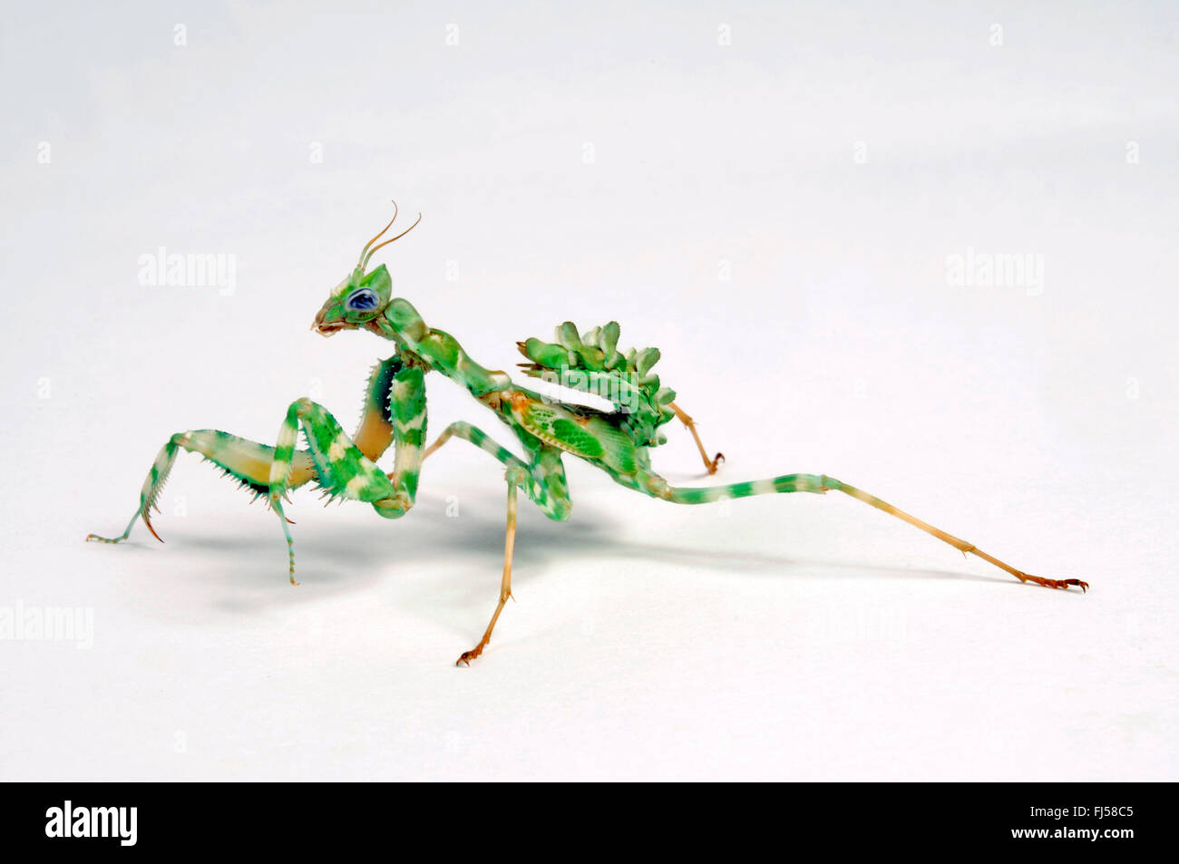 devil's flower mantis, Egyptian flower mantis, thistle mantis, Arab ...