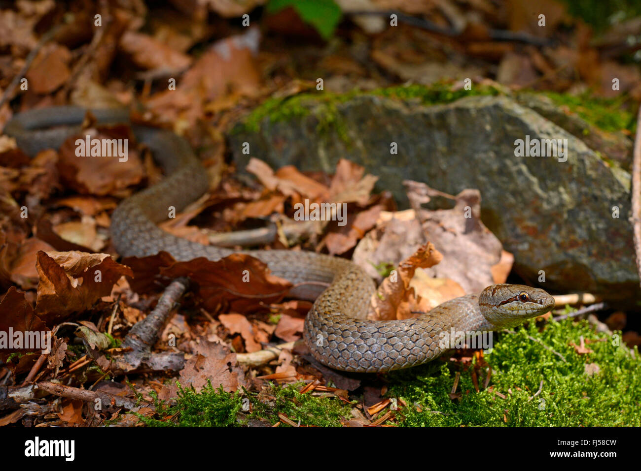 smooth snake (Coronella austriaca), smooth snake winding through autumn ...