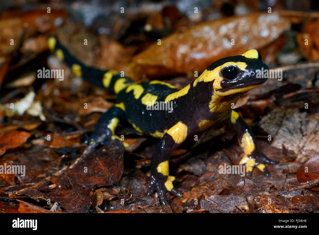 European fire salamander (Salamandra salamandra), sitting on forest ...