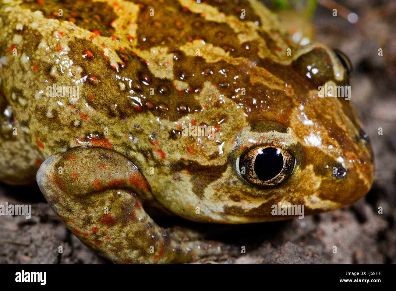 common spadefoot, garlic toad (Pelobates fuscus), male with gender ...