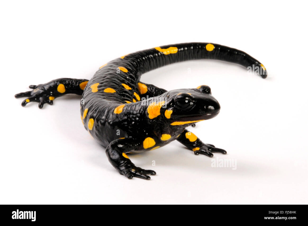 Endangered species europe Cut Out Stock Images & Pictures - Alamy