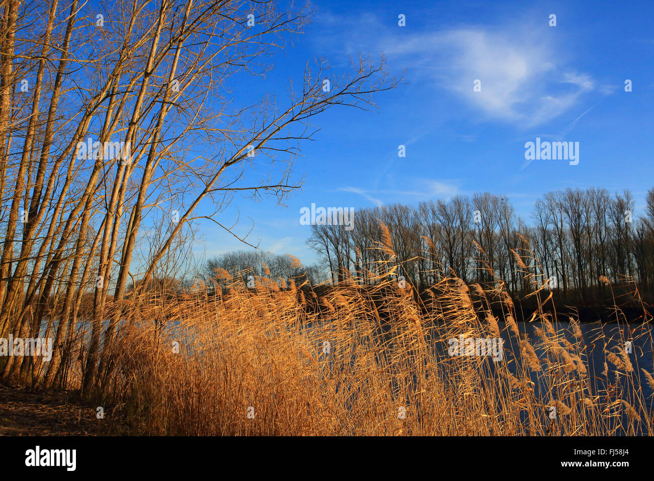 reed grass, common reed (Phragmites communis, Phragmites australis ...