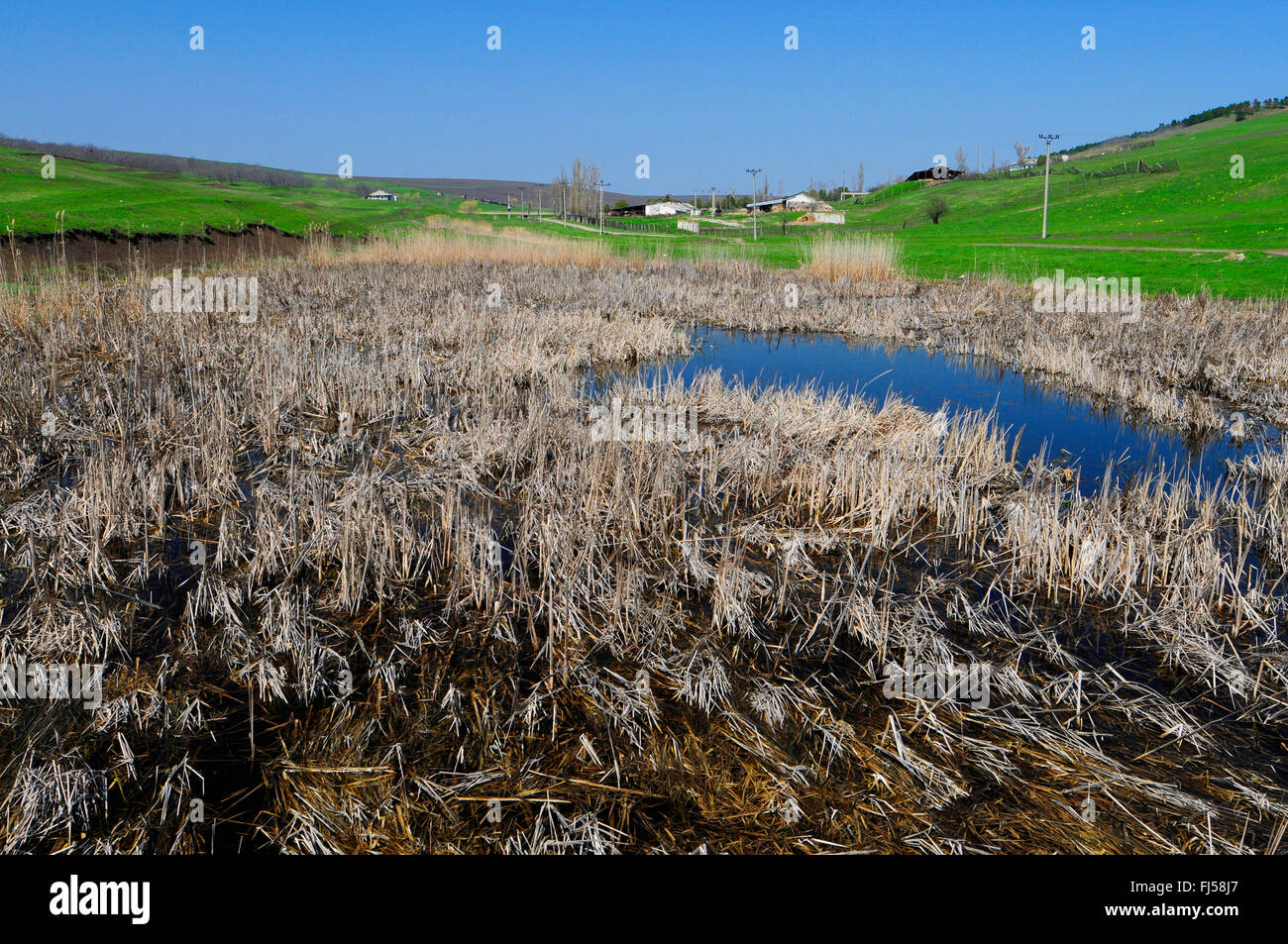 overgrown drinking trough at the edge of a village as spawning pond for ...