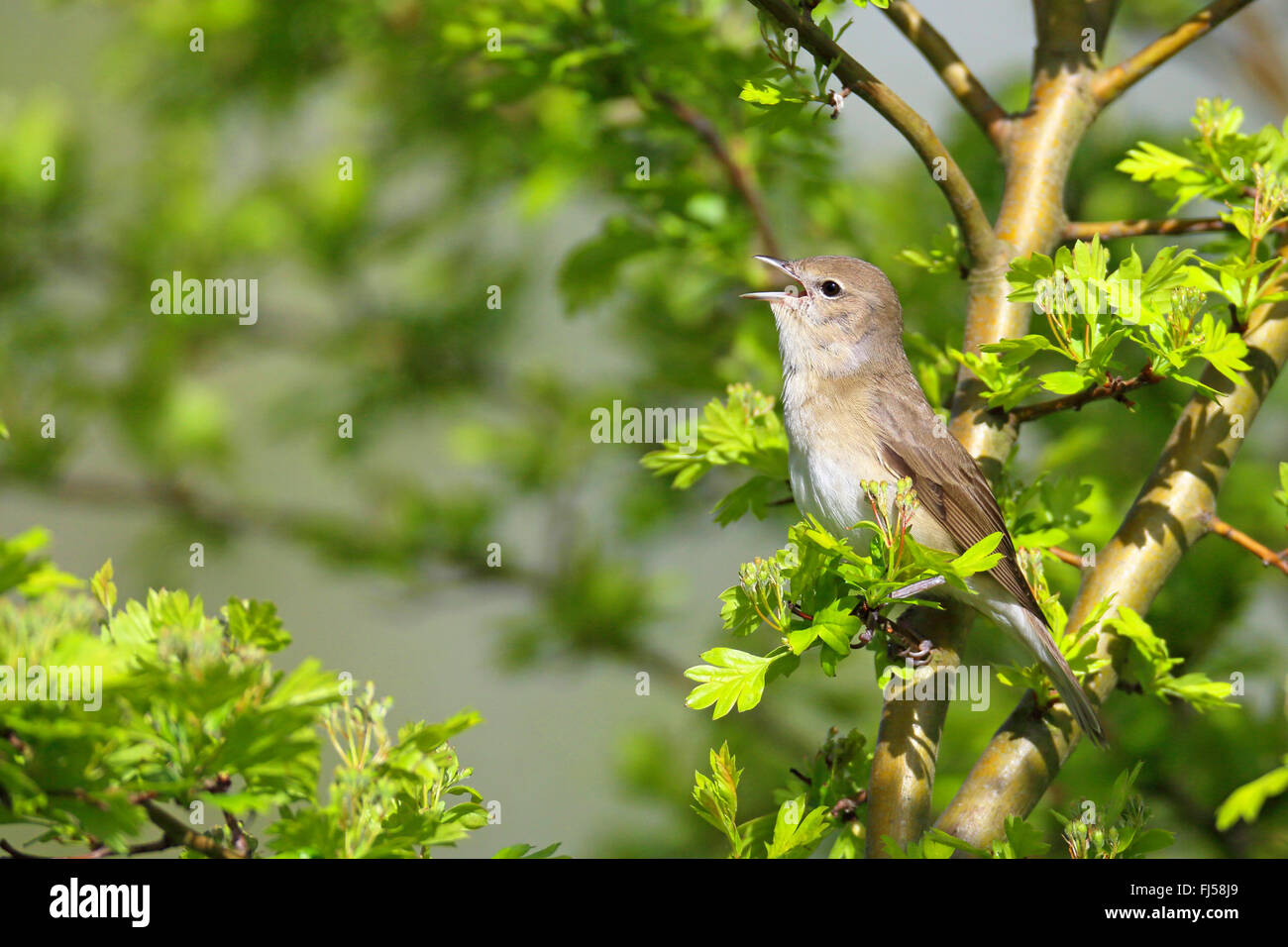 garden warbler (Sylvia borin), male singing in a hawthorn bush ...