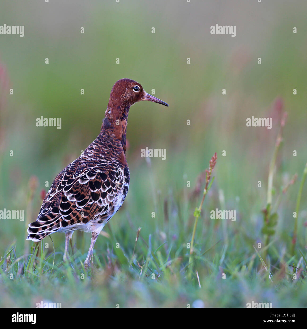 ruff (Philomachus pugnax), male standing in a meadow, Netherlands ...