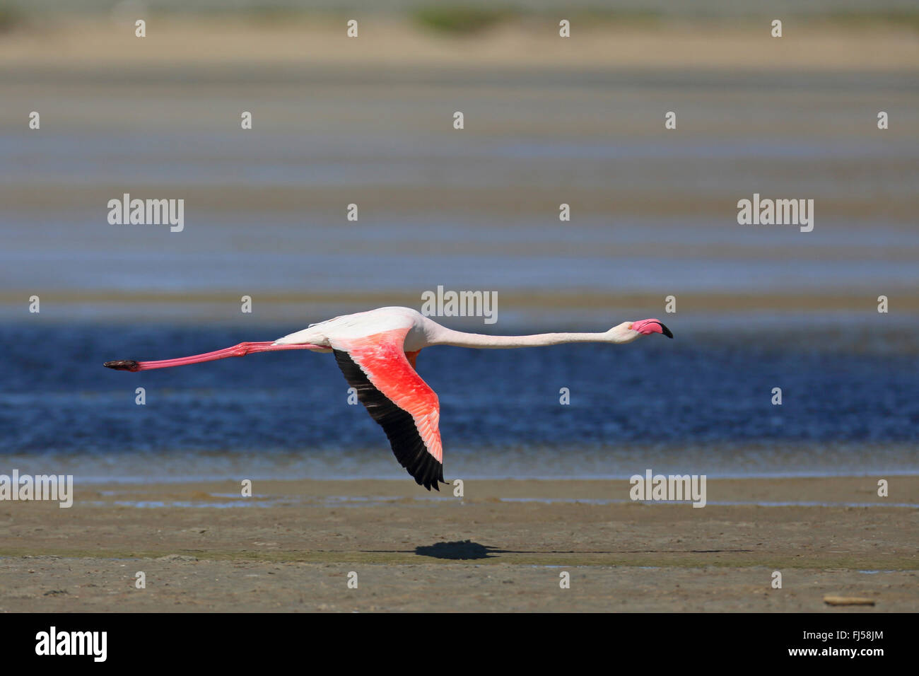 Flamingo flying hi-res stock photography and images - Alamy