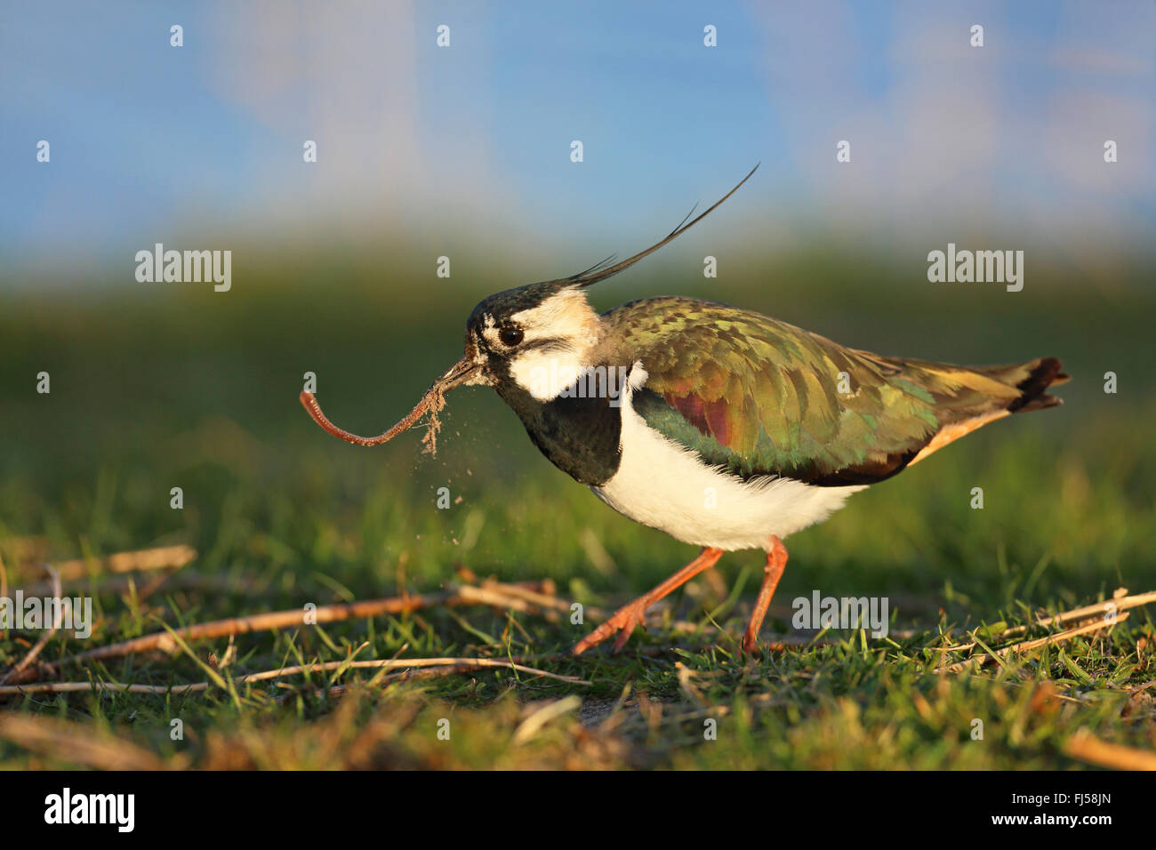 northern lapwing (Vanellus vanellus), male feeding an earth worm, side ...