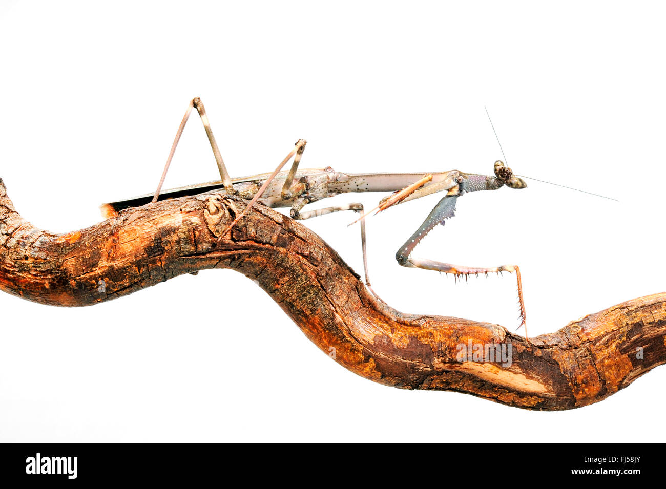 Giant african stick mantis hi-res stock photography and images - Alamy