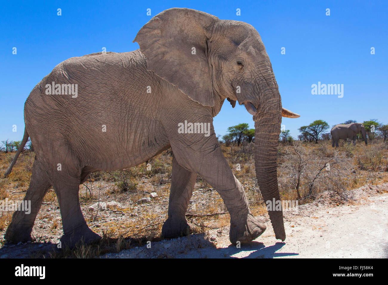 Elephant tooth hi-res stock photography and images - Alamy
