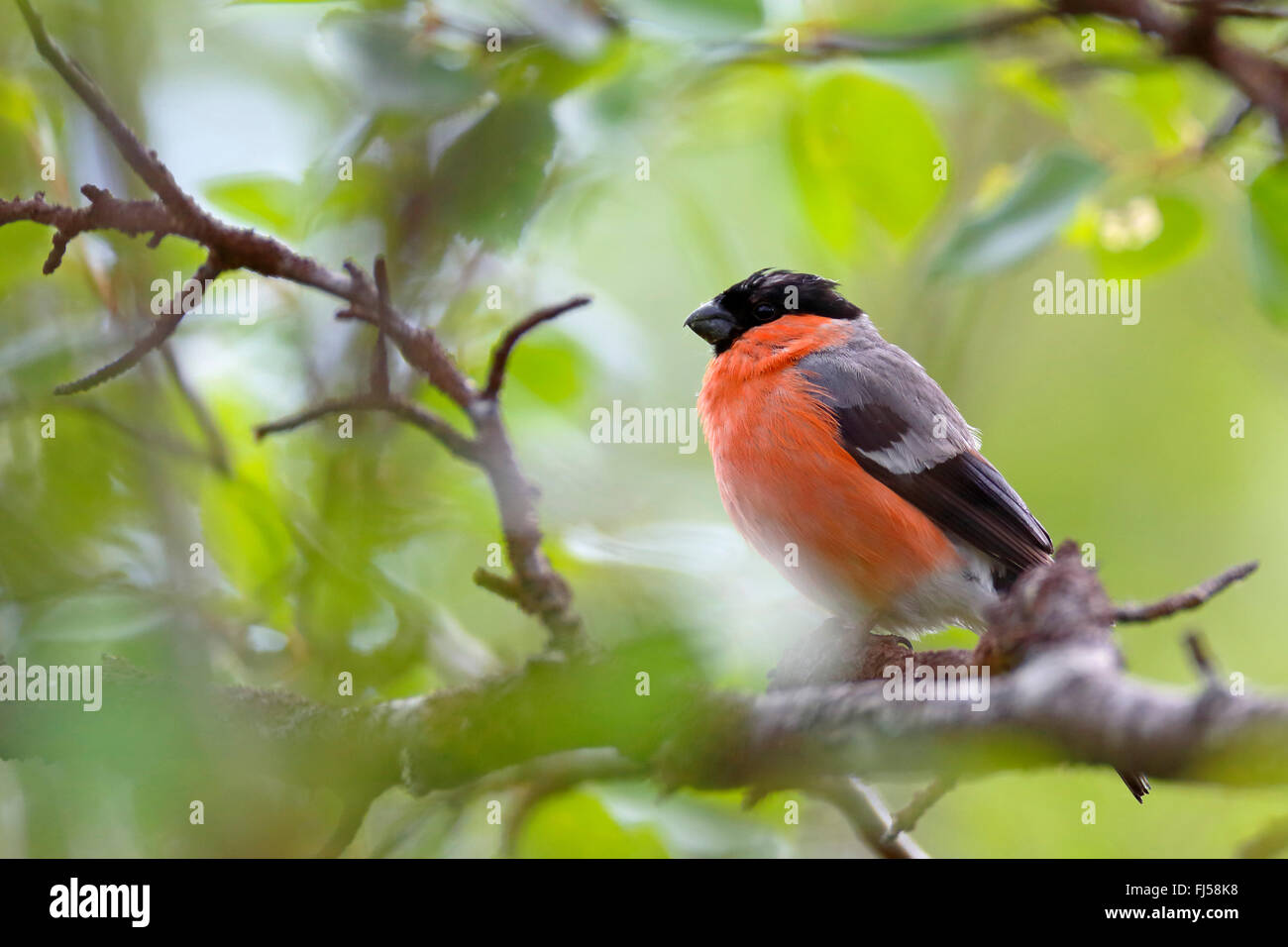 bullfinch, Eurasian bullfinch, northern bullfinch (Pyrrhula pyrrhula ...