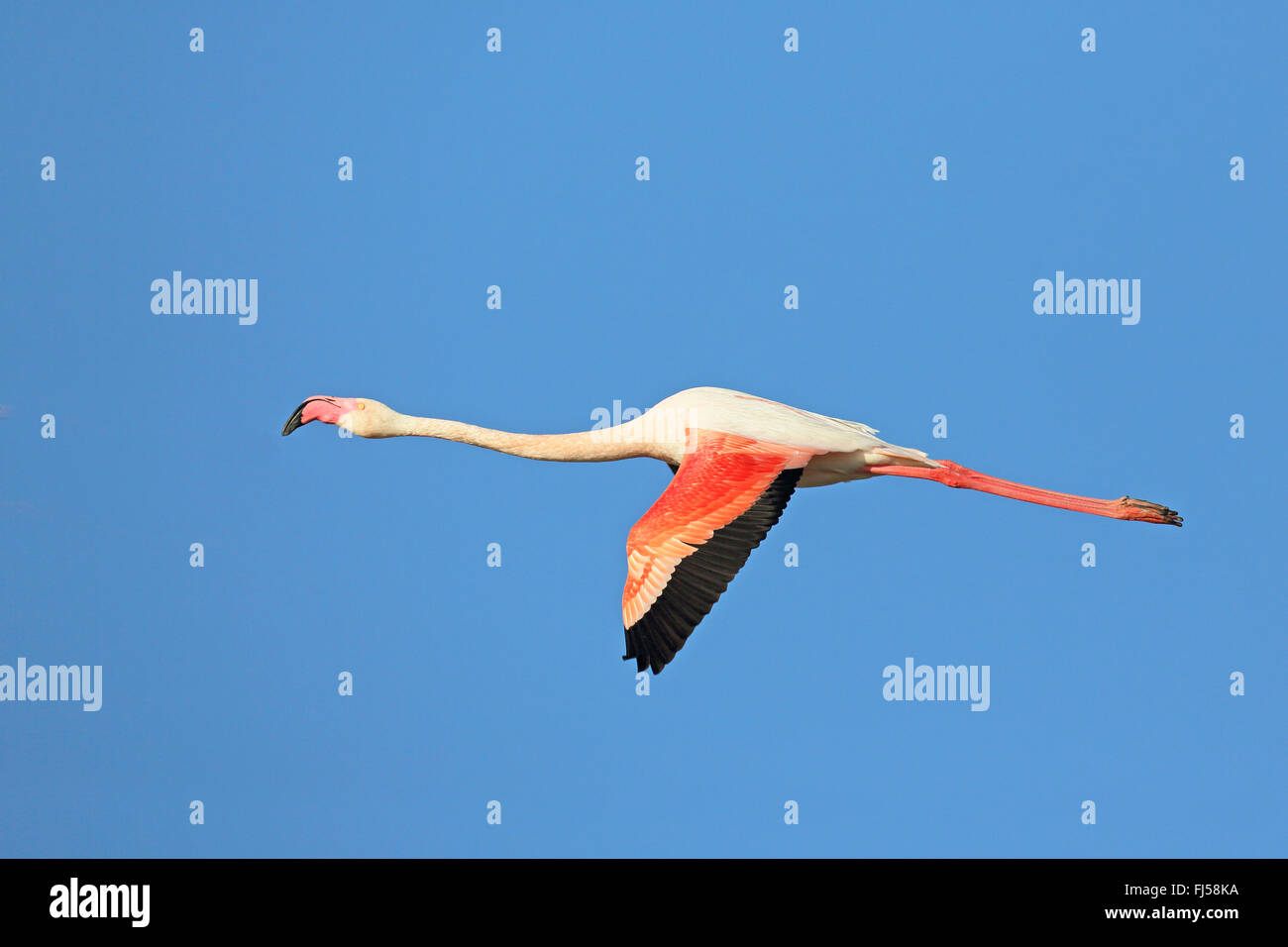 greater flamingo (Phoenicopterus roseus, Phoenicopterus ruber roseus ...