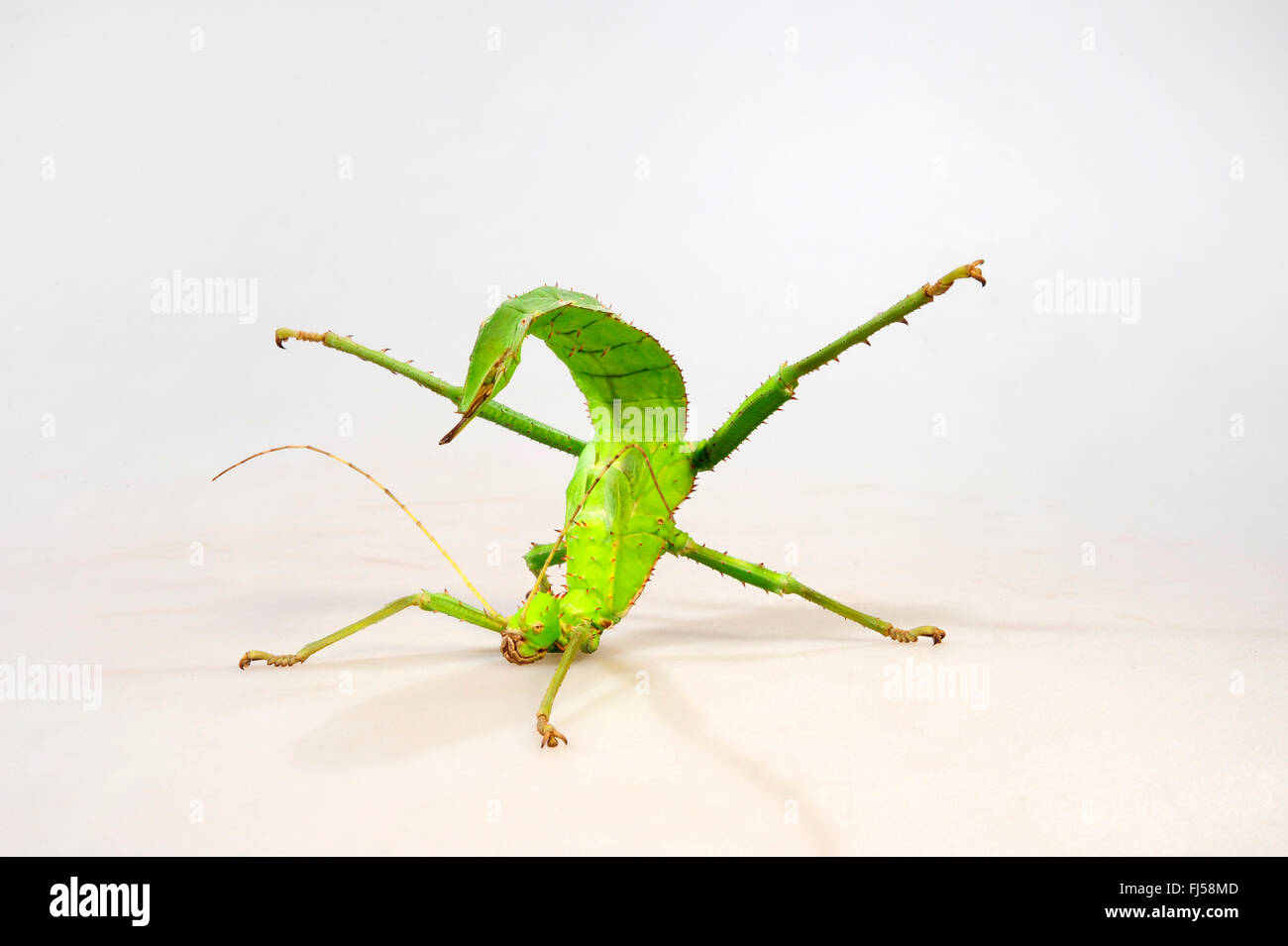 Jungle nymph, Malaysian stick insect, Malayan jungle nymph, Malayan ...