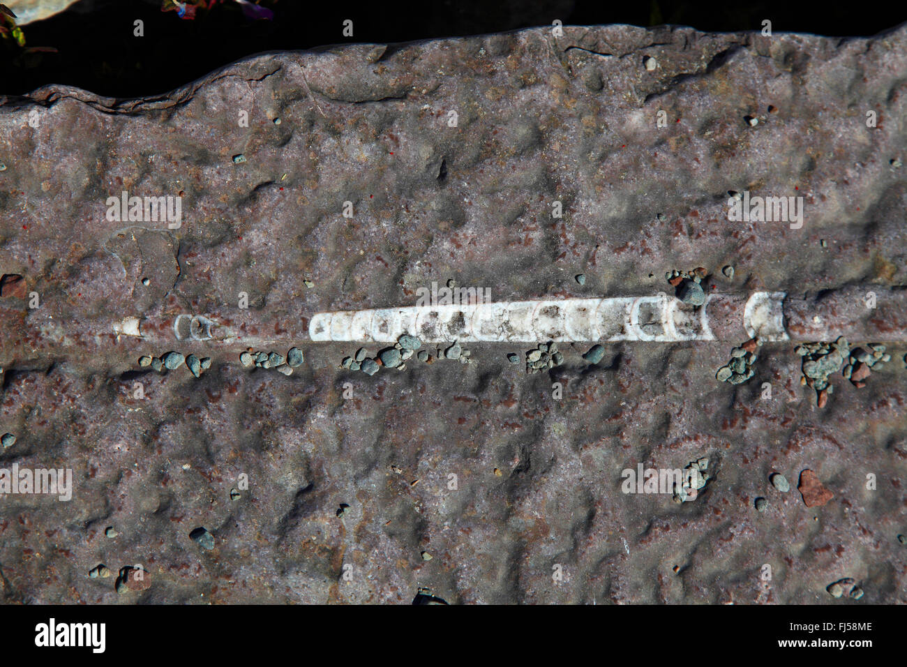 Belemnoids hi-res stock photography and images - Alamy