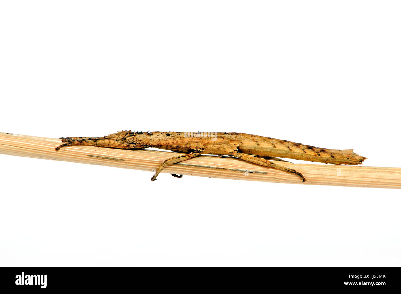 With small cigar hi-res stock photography and images - Alamy