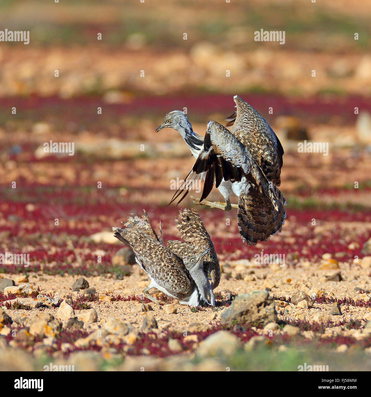houbara bustard (Chlamydotis undulata fuerteventurae), two males at ...