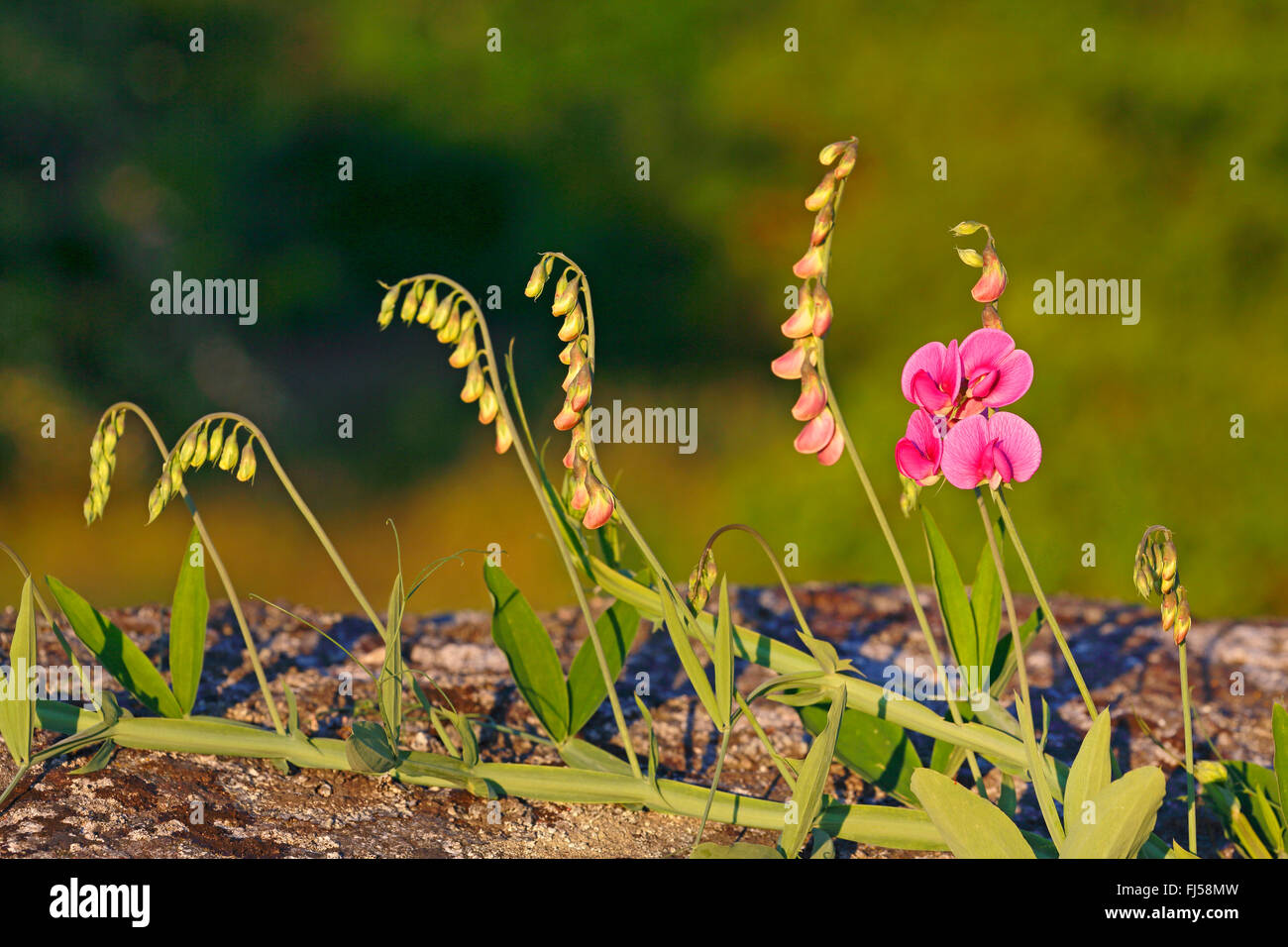 Perennial pea, Broad-leaf peavine, Everlasting Pea, Perennial Sweet Pea ...