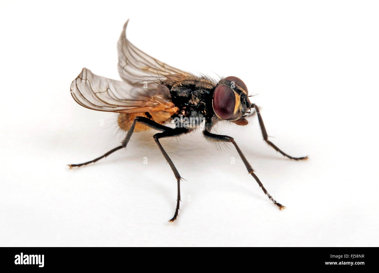 House fly, Terfly (Musca domestica), flightless breed of a house fly ...