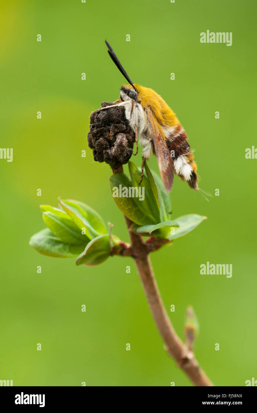 Broad-bordered bee hawk-moth, Broad-bordered bee hawkmoth (Hemaris ...