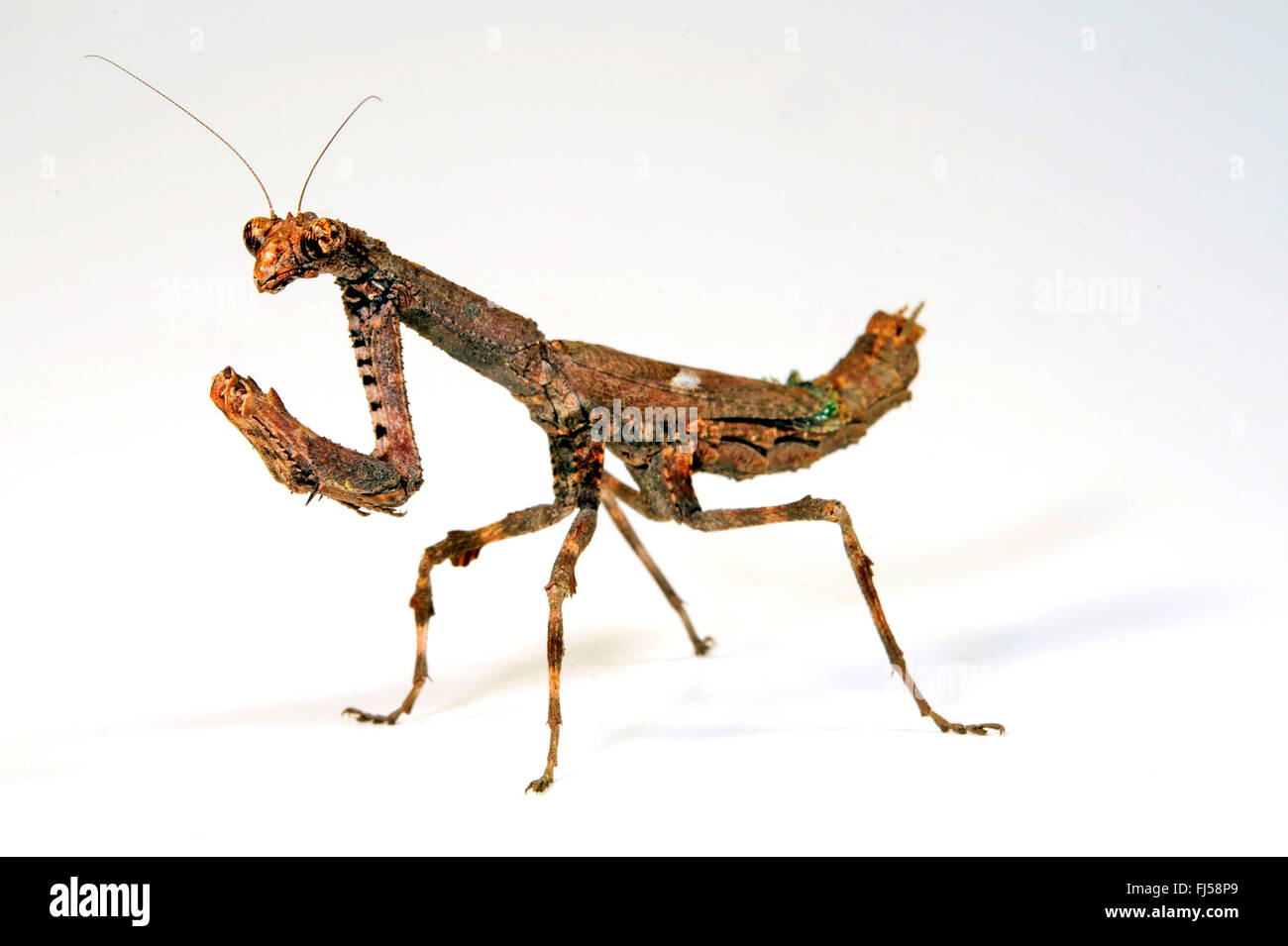 African twig mantis, Twig Mantis (Popa spurca), small brown African ...