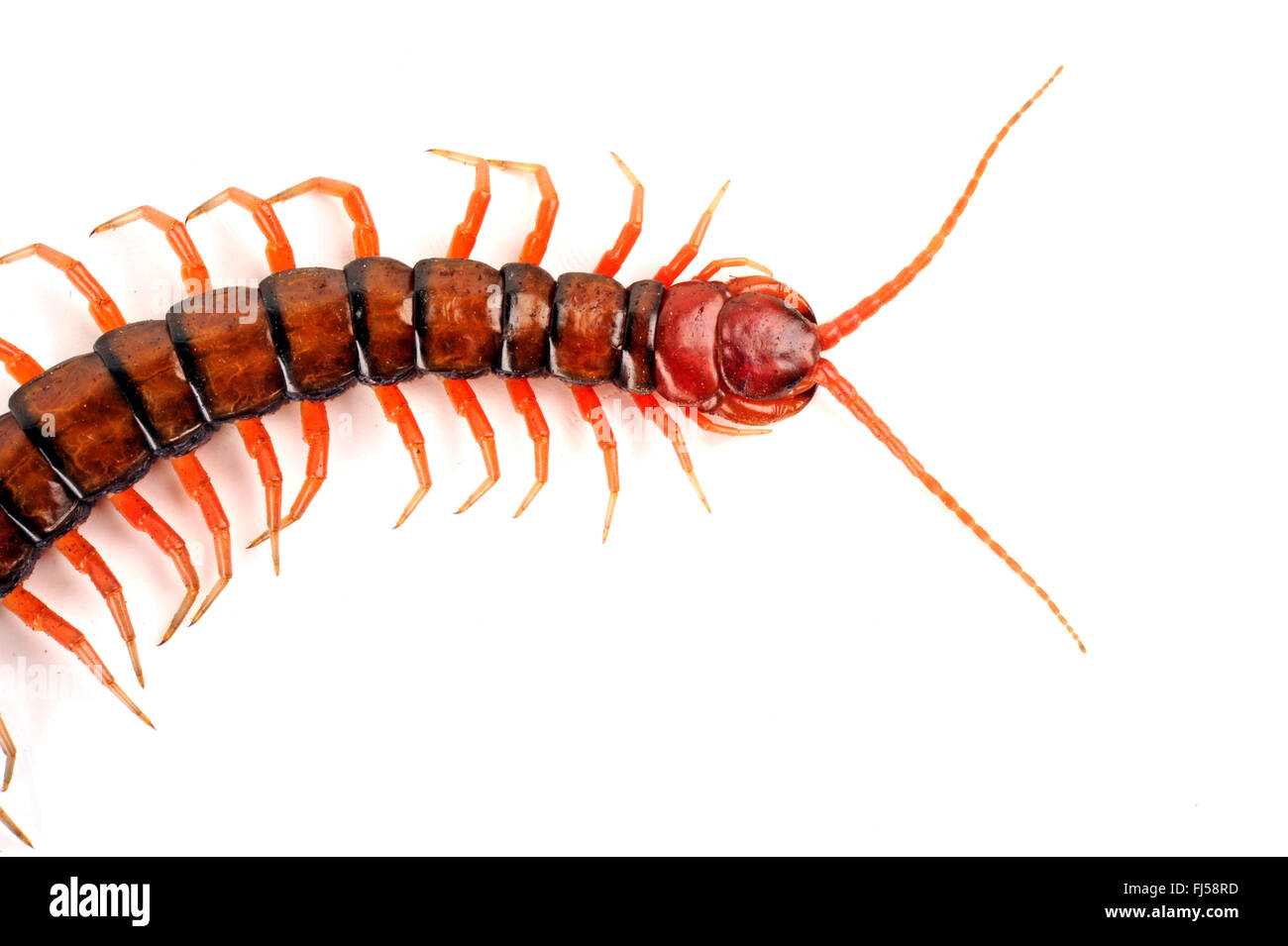 Philippine Giant Centipede (Scolopendra spinosissima), prosoma of a ...