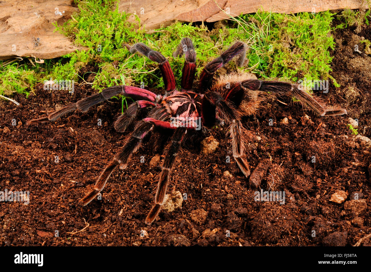 Colombian Lesserblack, Colombian lesserblack tarantula, colombian ...