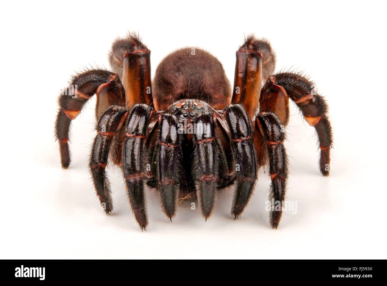 African trapdoor spider hi-res stock photography and images - Alamy